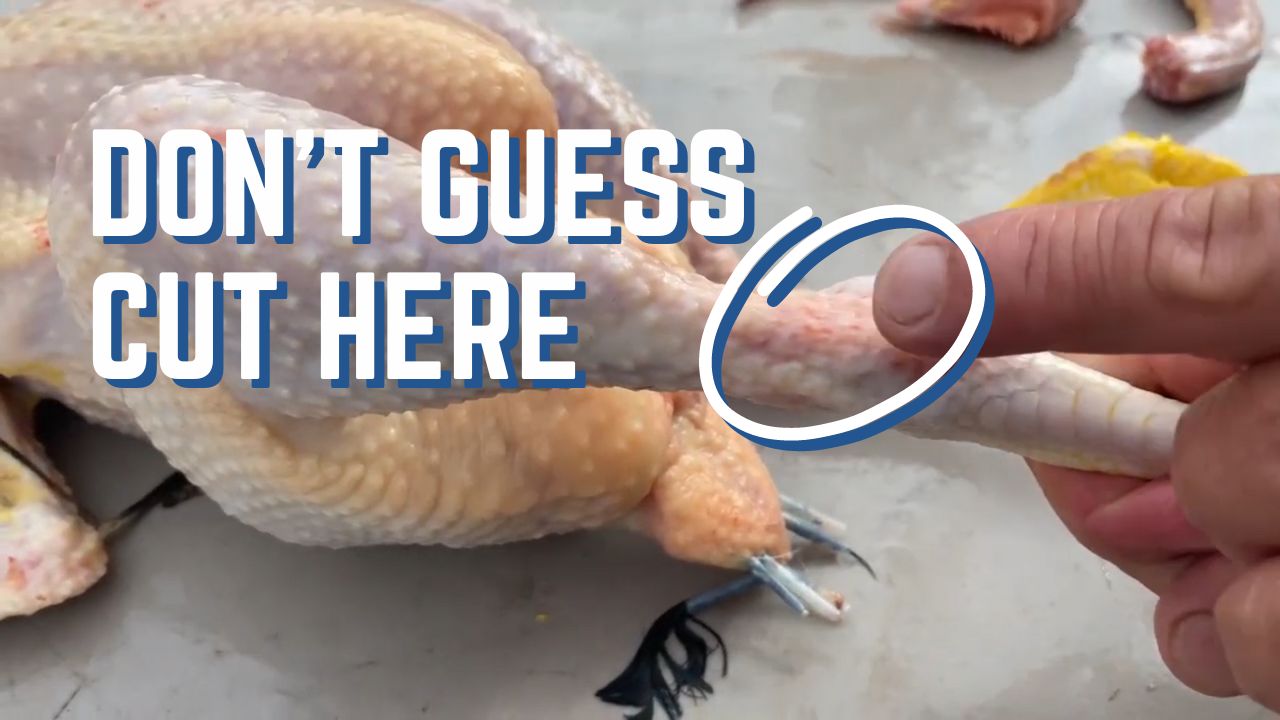 No-Fear Backyard Chicken Processing – Videos – Mother Earth News